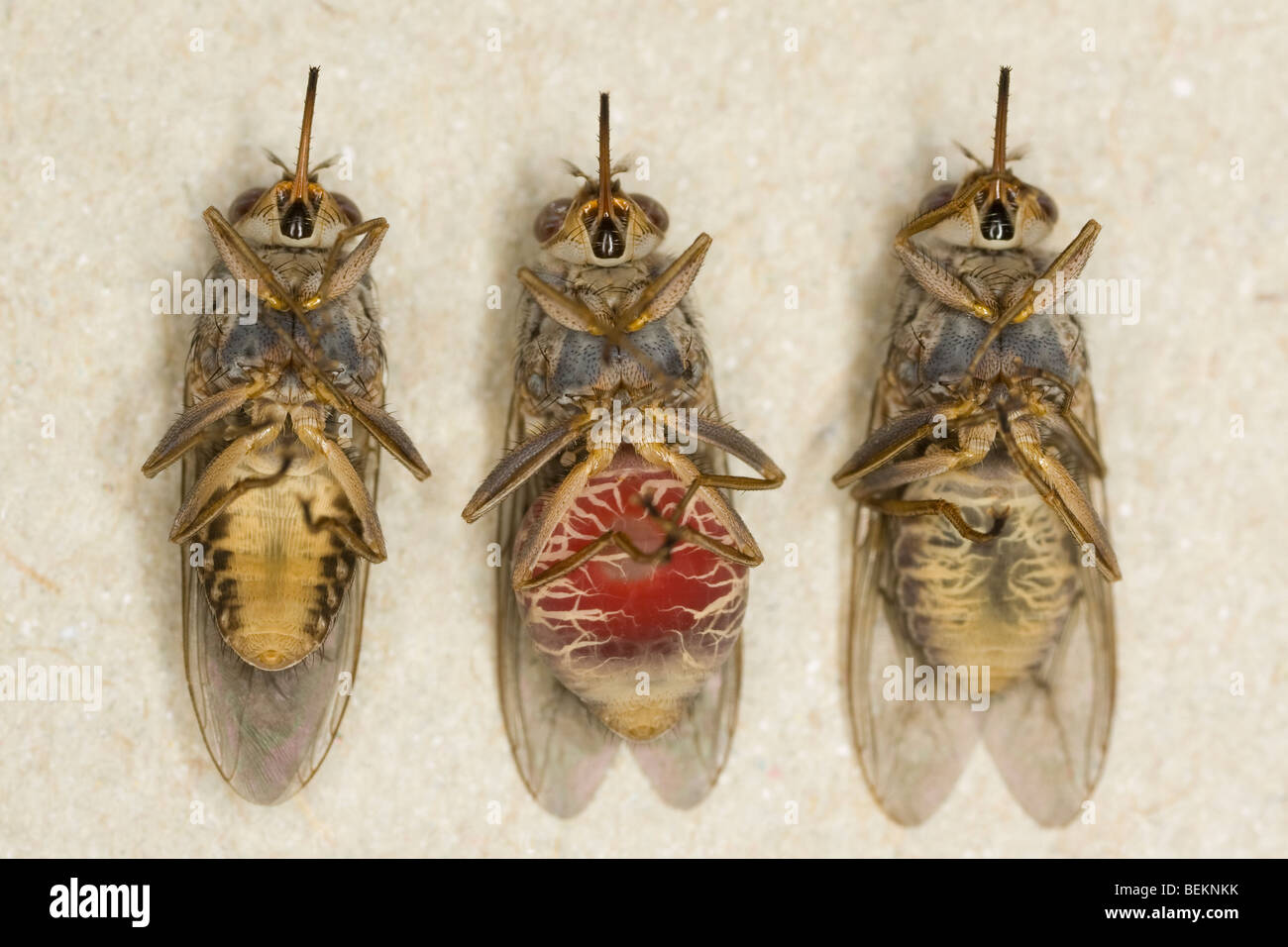 A comparison of Tsetse flies (Glossina morsitans) after feeding: unfed ...