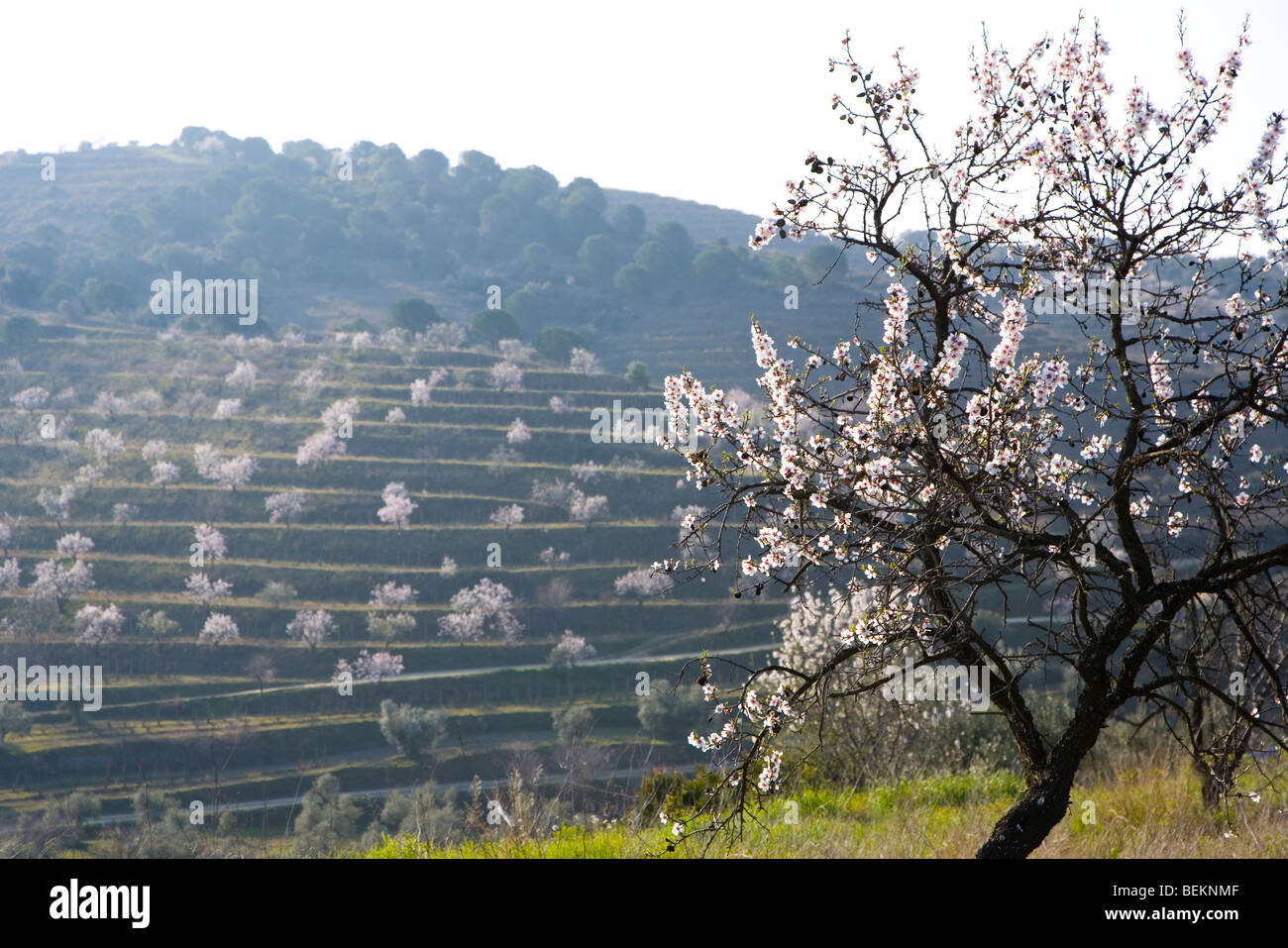 Costa Dorada Calcot onion Spain Calcotada Spanish Stock Photo - Alamy