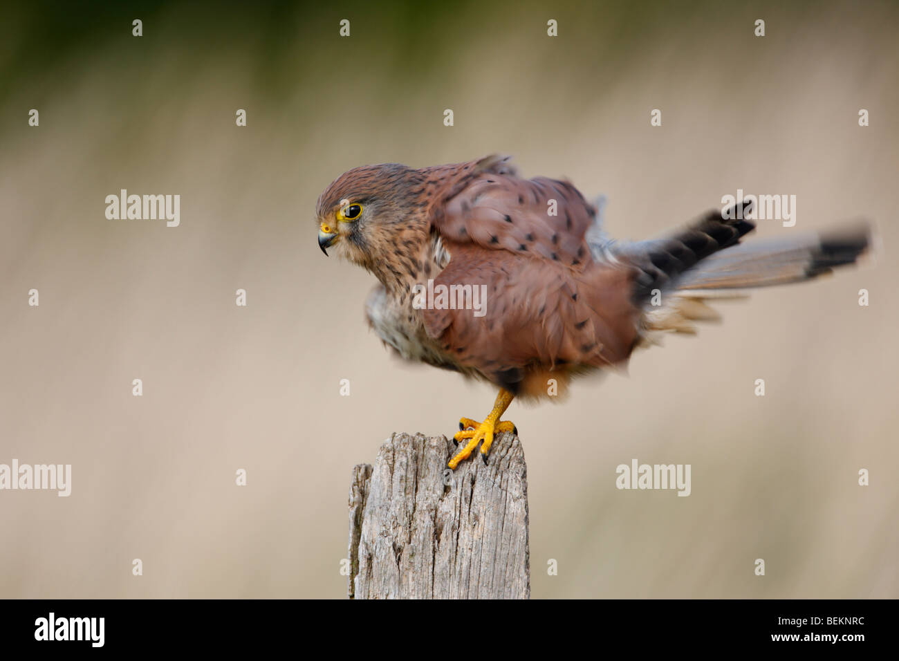 Kestrel Falco tinnunculus on post Stock Photo - Alamy