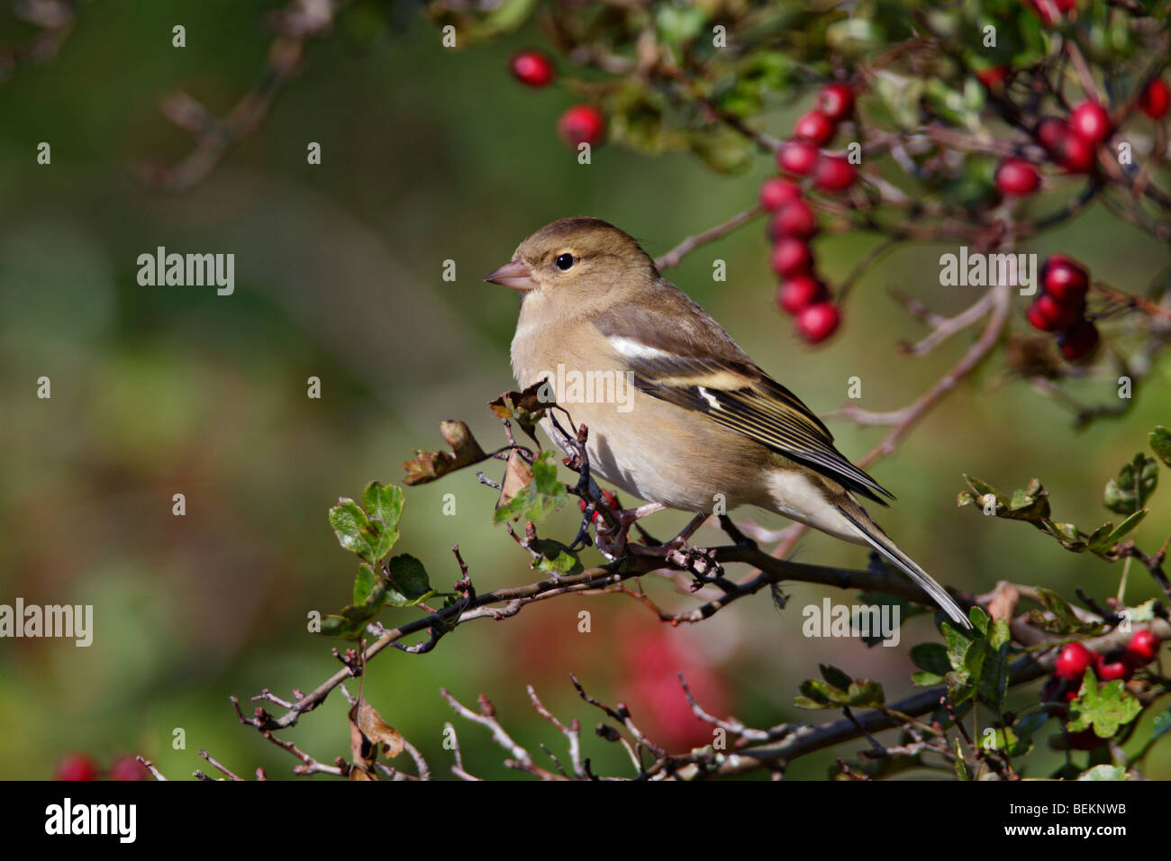 Red chaffinch hi-res stock photography and images - Alamy