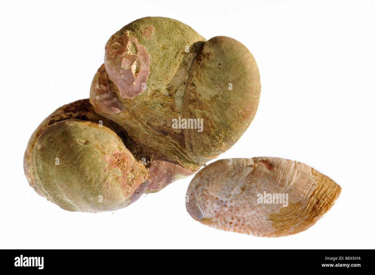 American slipper limpets (Crepidula fornicata), Normandy, France Stock ...