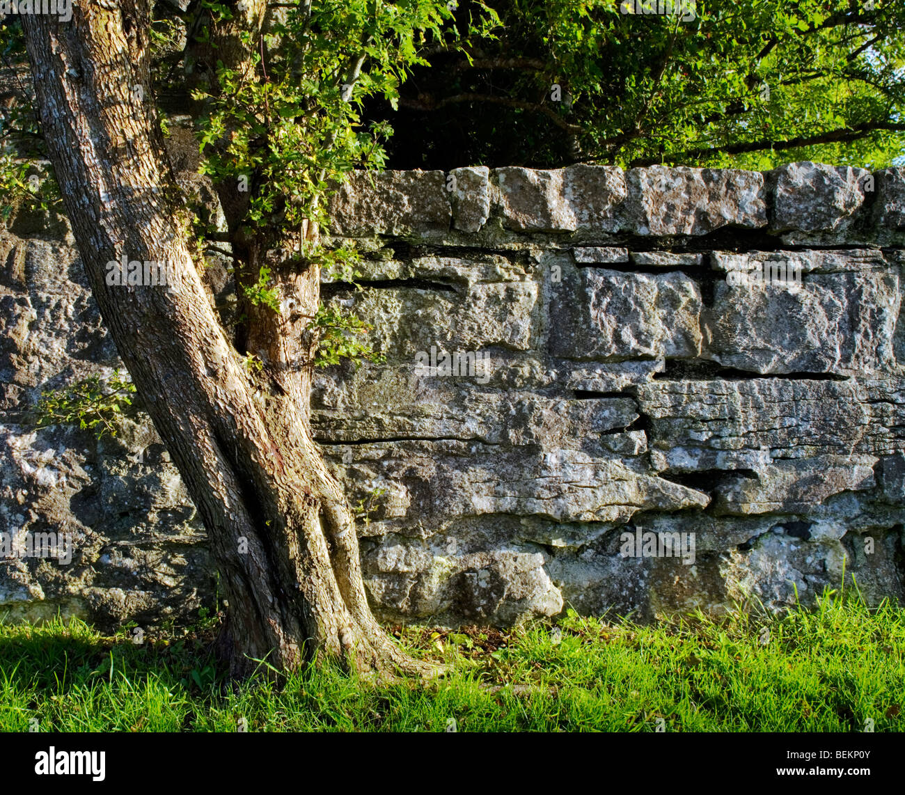 Hawthorn tree evening hi-res stock photography and images - Alamy
