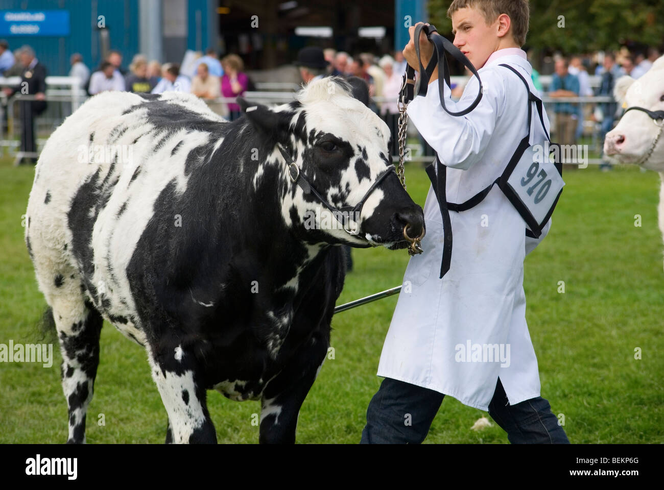 Young male handler showing Holstein Cow in Show Ring at the last ever ...