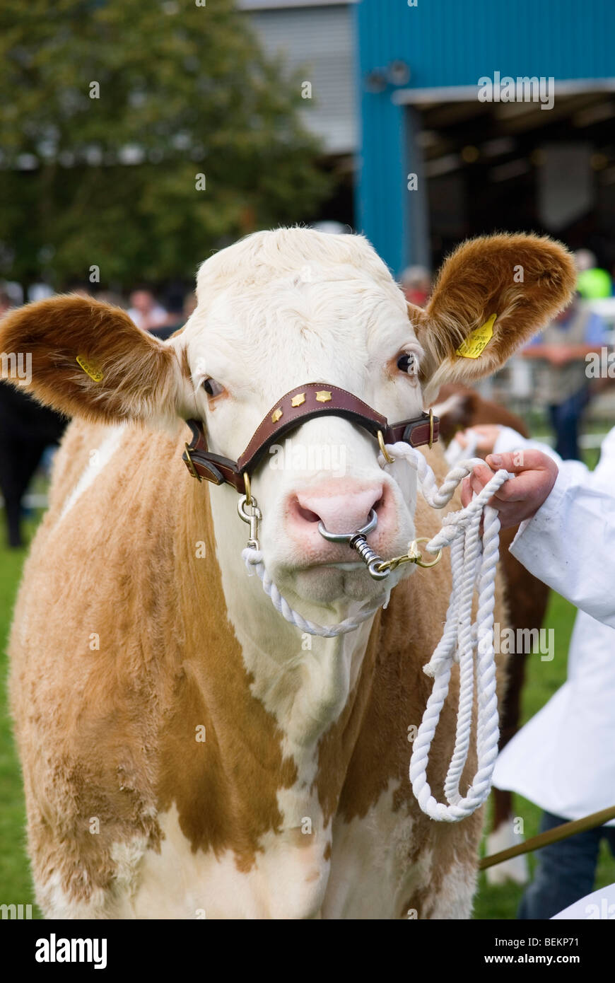 Simmental cow hi-res stock photography and images - Alamy
