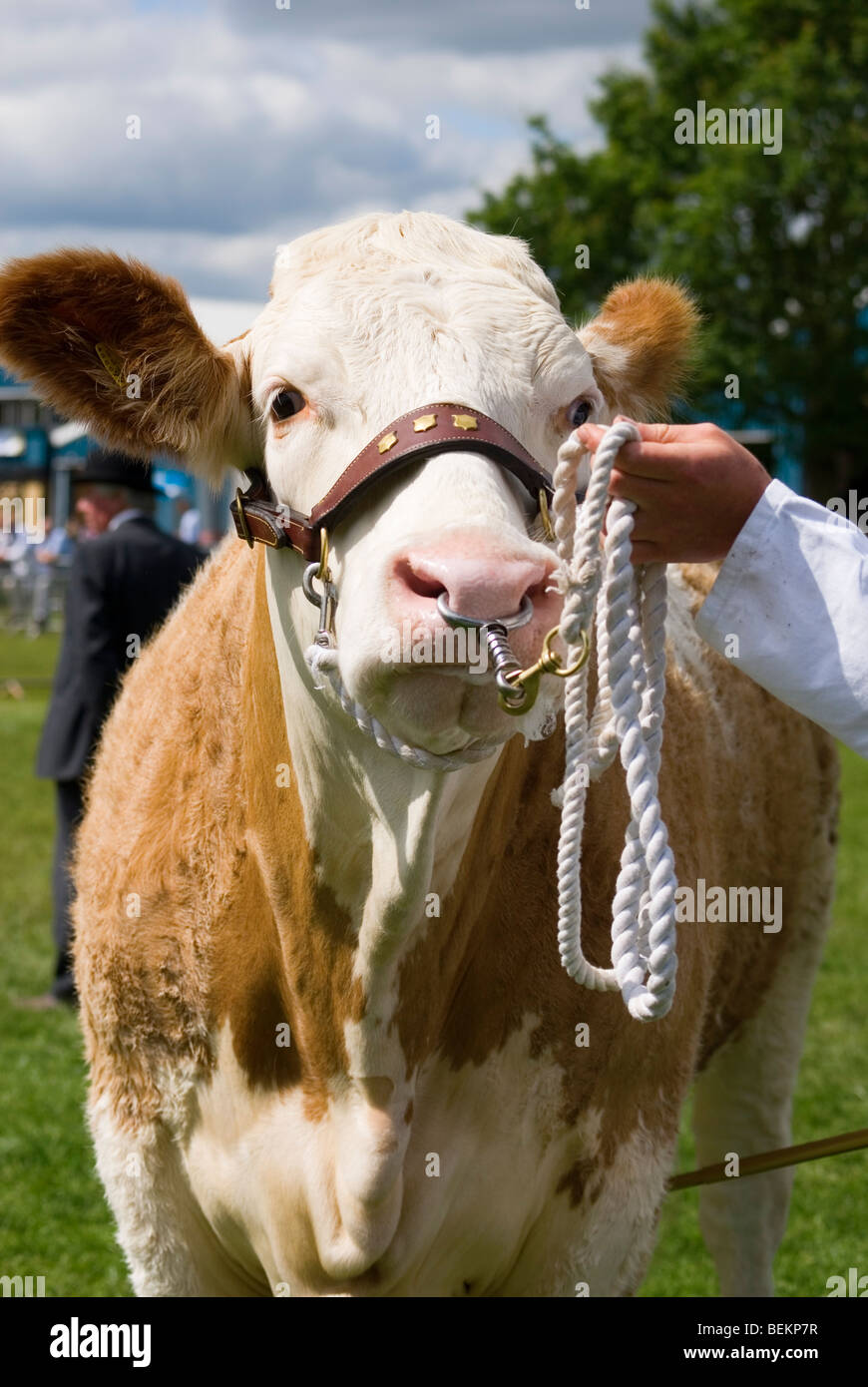 Simmental cow hi-res stock photography and images - Alamy