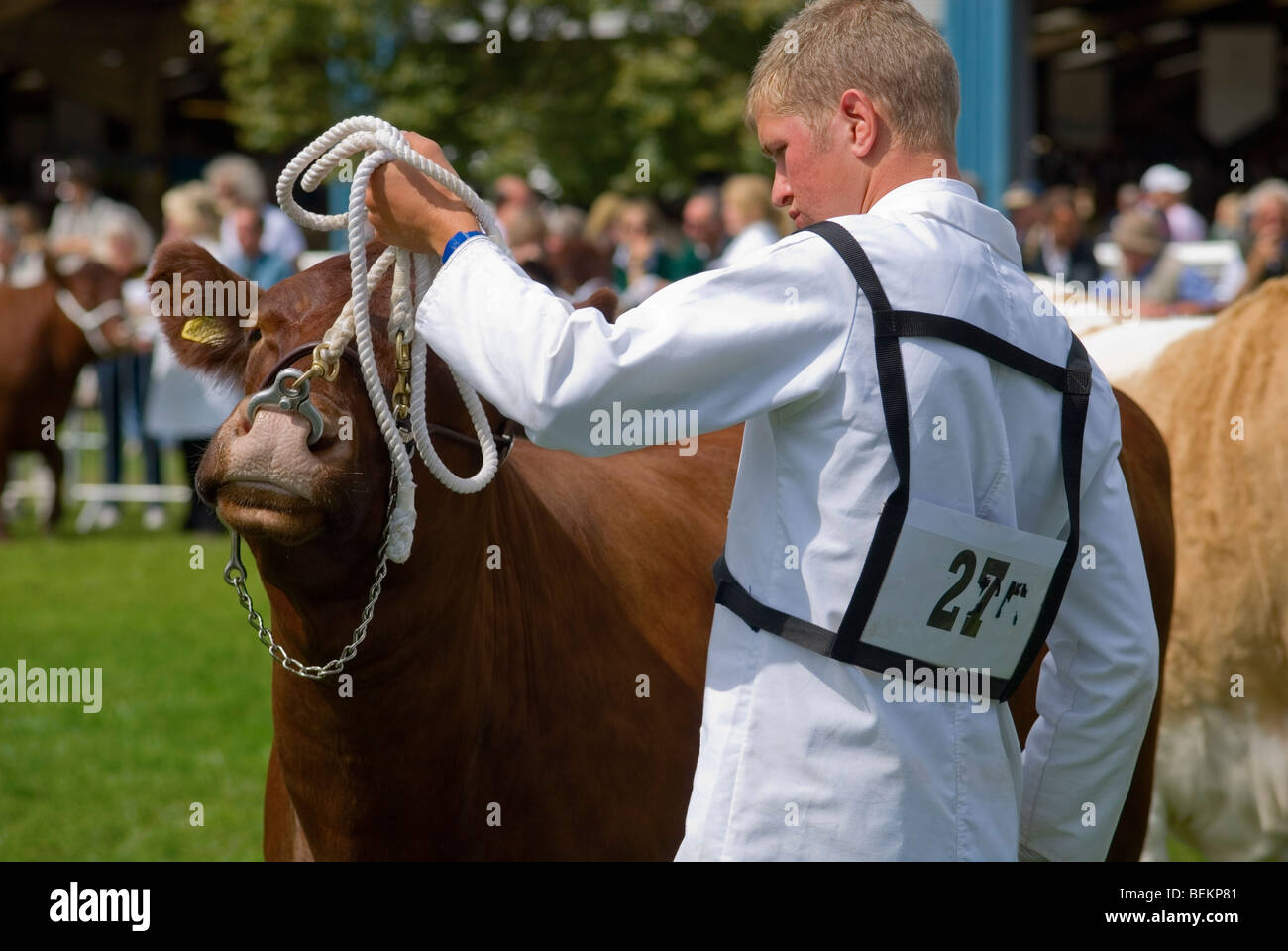 Young handlers hi-res stock photography and images - Alamy