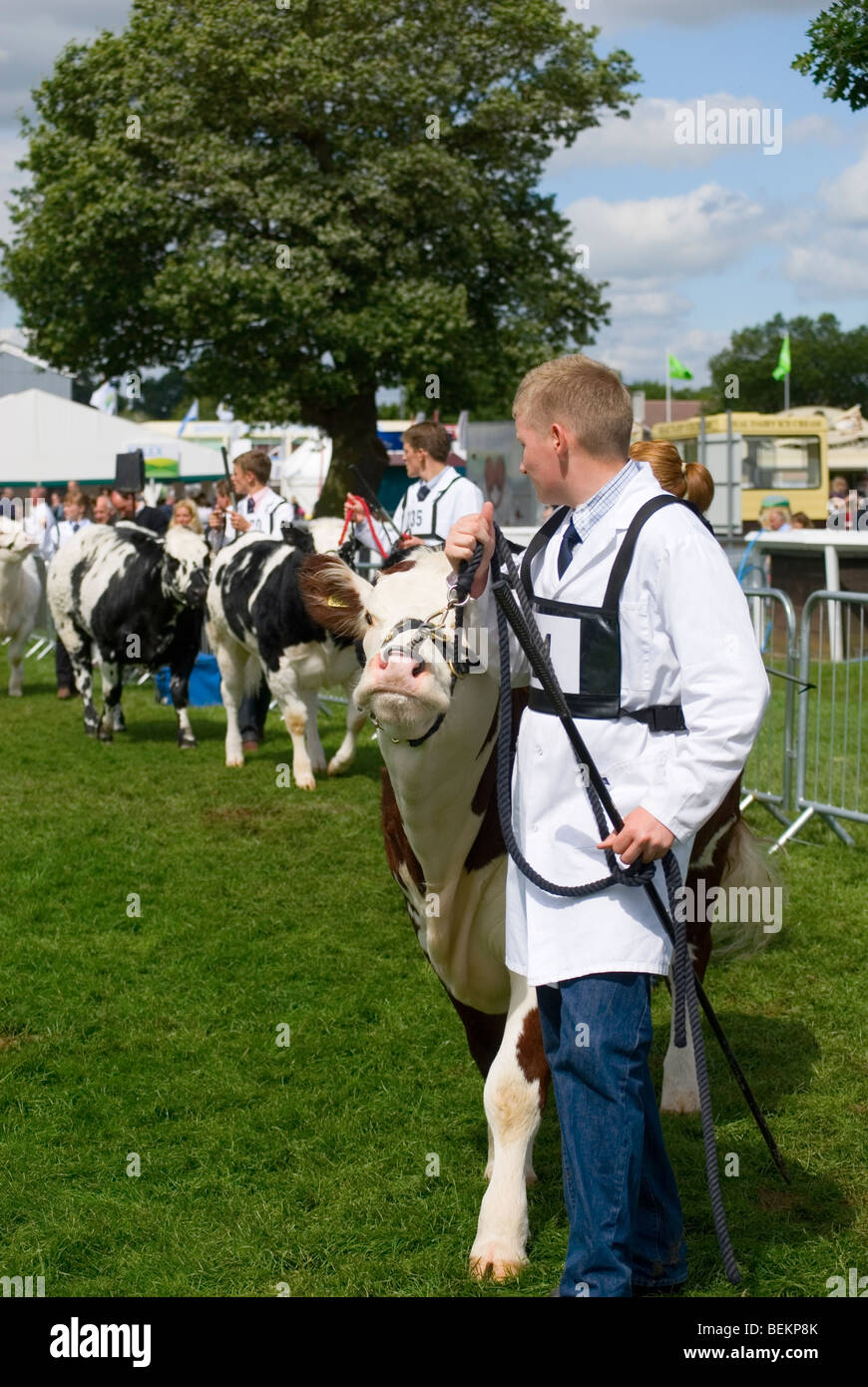 Show cattle hi-res stock photography and images - Alamy