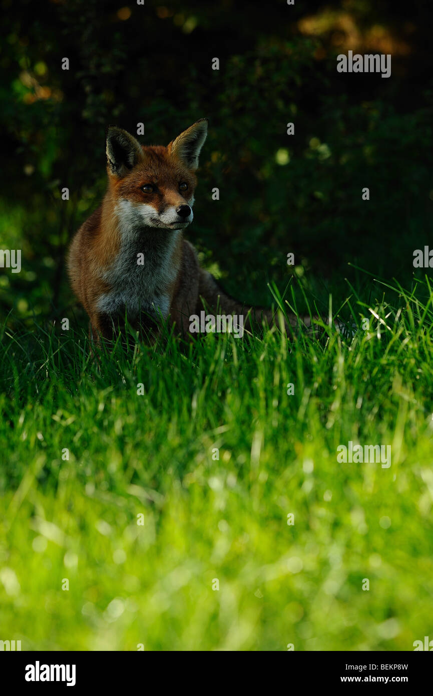 Welsh fox hi-res stock photography and images - Alamy
