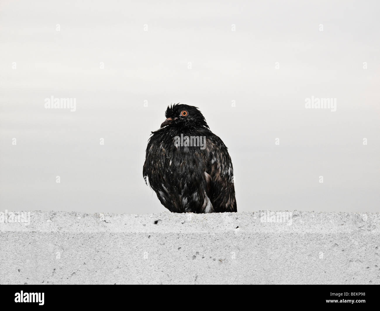 Fierce Black Bird Looking Sideways Stock Photo - Alamy