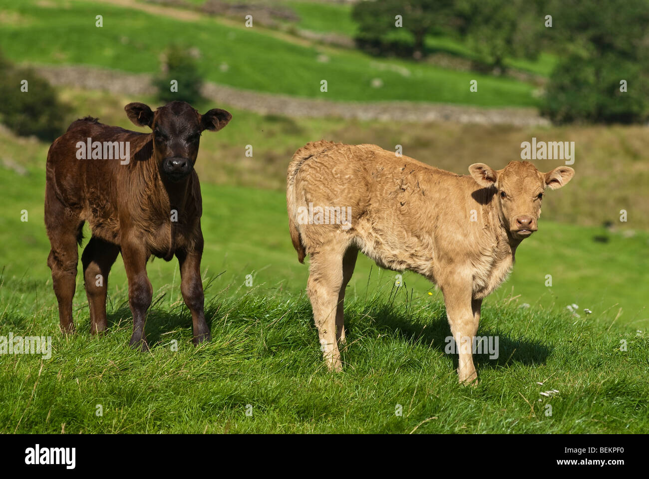 The calf lake district hi-res stock photography and images - Alamy