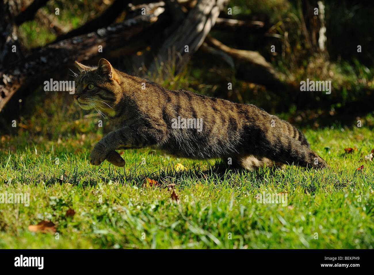 Cat pouncing hi-res stock photography and images - Alamy