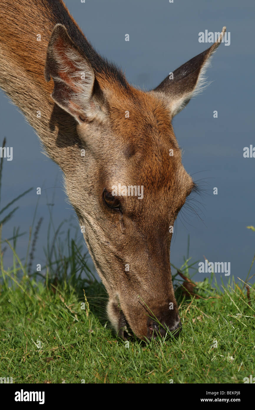 Hind Head High Resolution Stock Photography and Images - Alamy