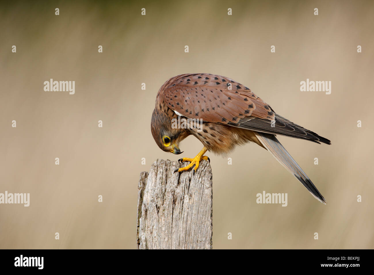 Kestrel Falco tinnunculus on post Stock Photo - Alamy