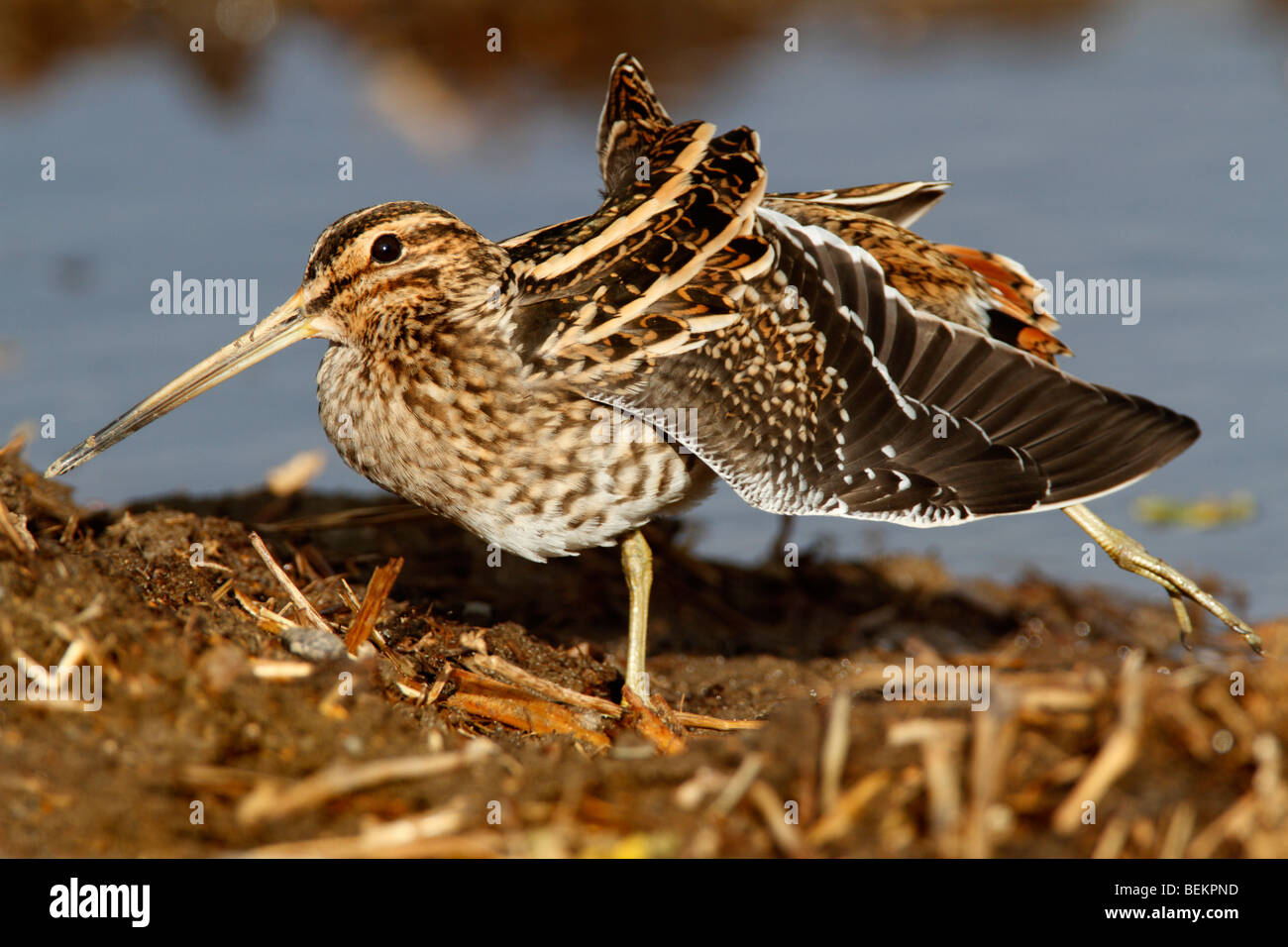 Common Snipe Gallinago gallinago Stock Photo - Alamy