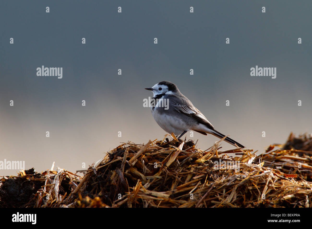 Pied wagtail hi-res stock photography and images - Alamy