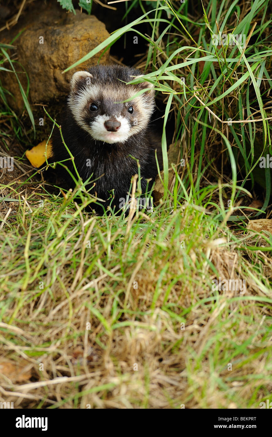 Weasel and stoat hi-res stock photography and images - Alamy