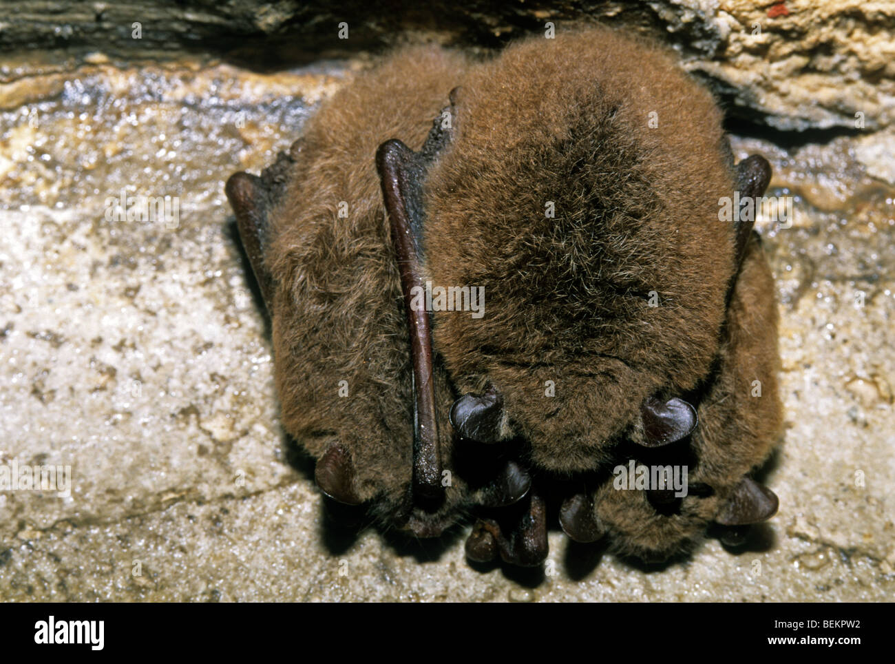 Whiskered bats (Myotis mystacinus) hibernating in cave in winter Stock ...