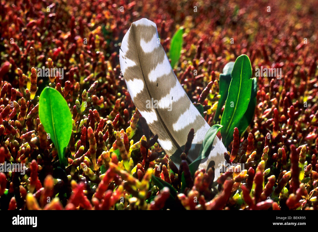 Feather of Curlew (Numenius arquata) among Marsh samphire (Salicornia ...