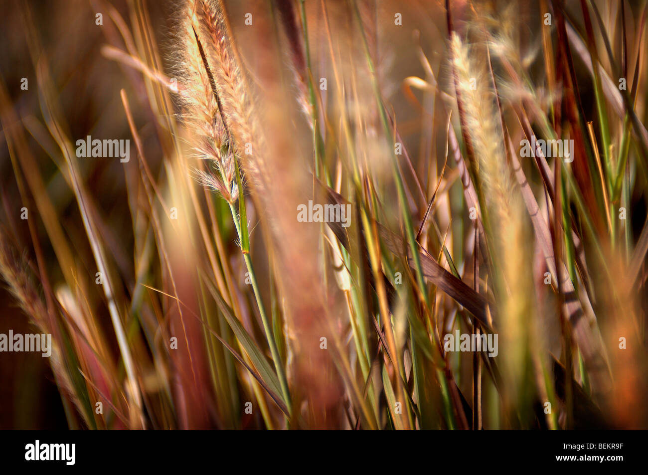 Pampus grass hi-res stock photography and images - Alamy