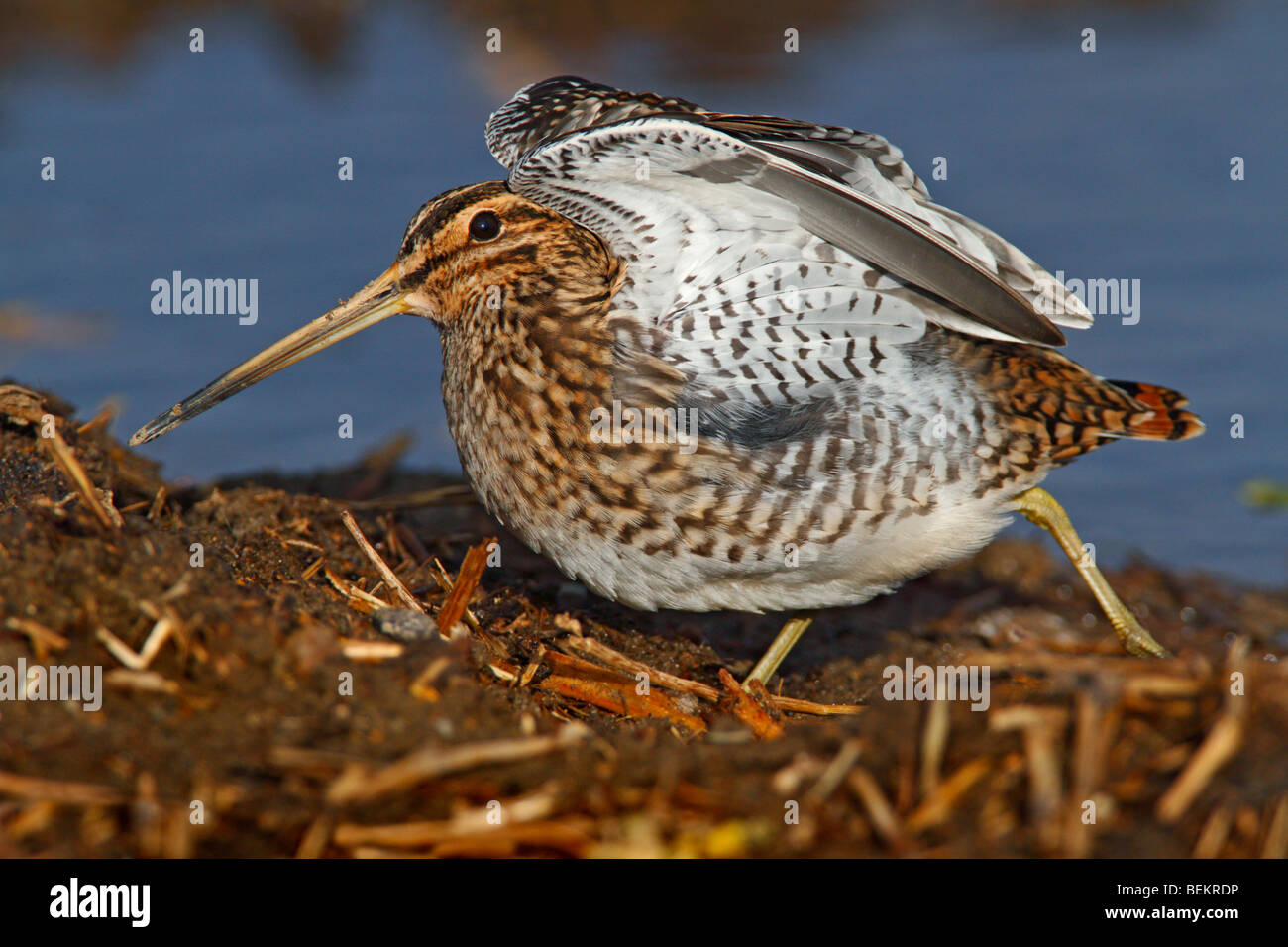 Common Snipe Gallinago gallinago Stock Photo - Alamy