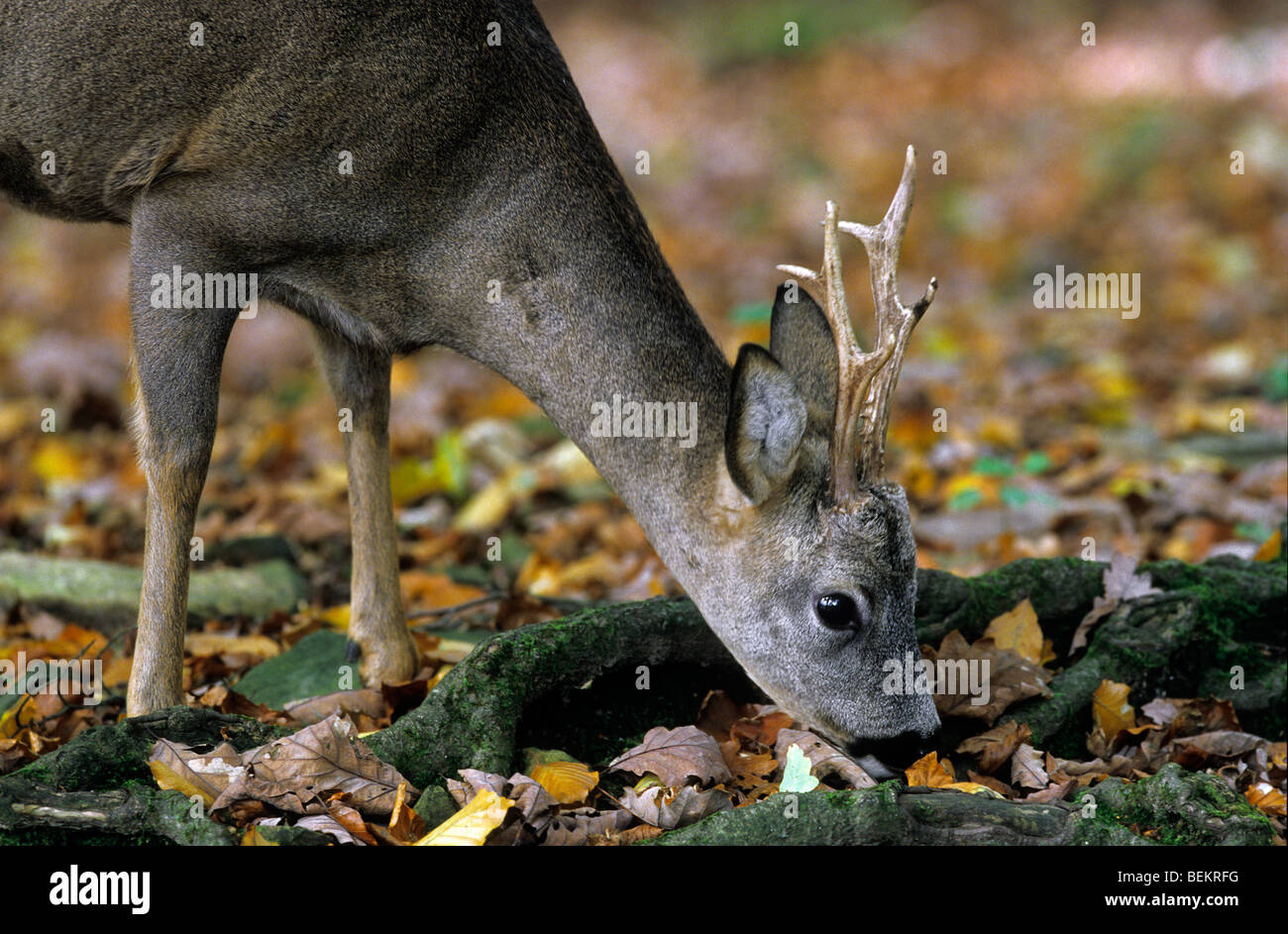 Roe deer (Capreolus capreolus), Nieppe Forest, France Stock Photo - Alamy