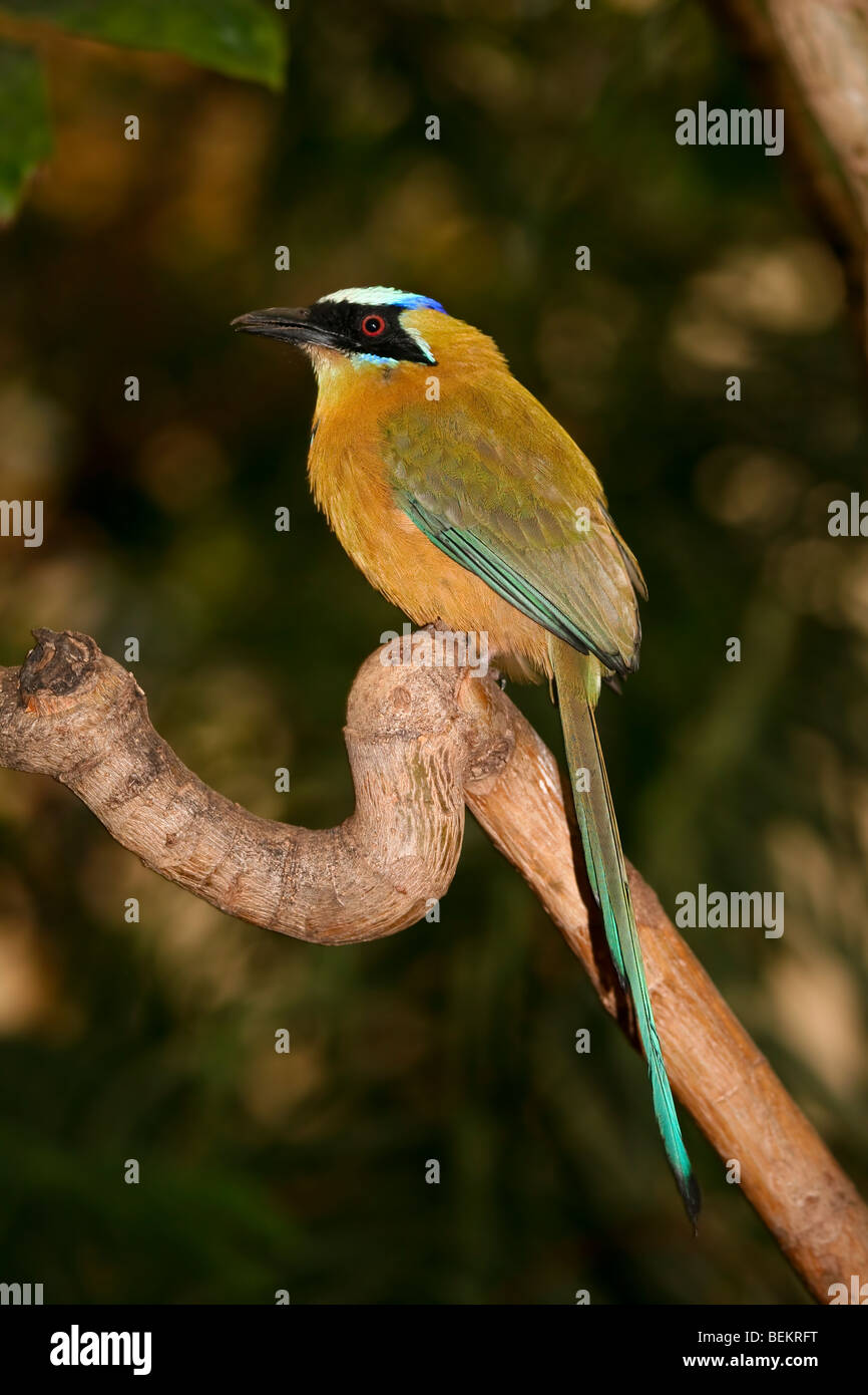 Motmot bird hi-res stock photography and images - Alamy