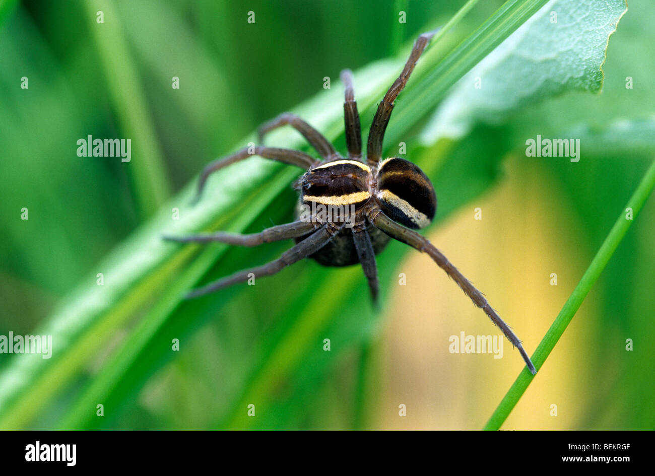 Raft spider (Dolomedes fimbriatus), Belgium Stock Photo - Alamy