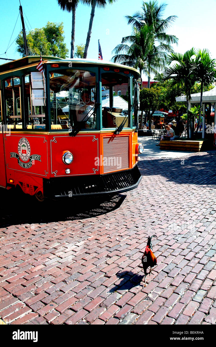 Key west chicken Stock Photo - Alamy