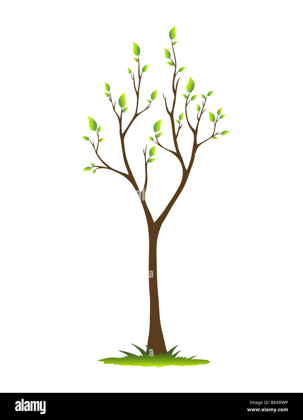 Tree In Spring Stock Photo - Alamy