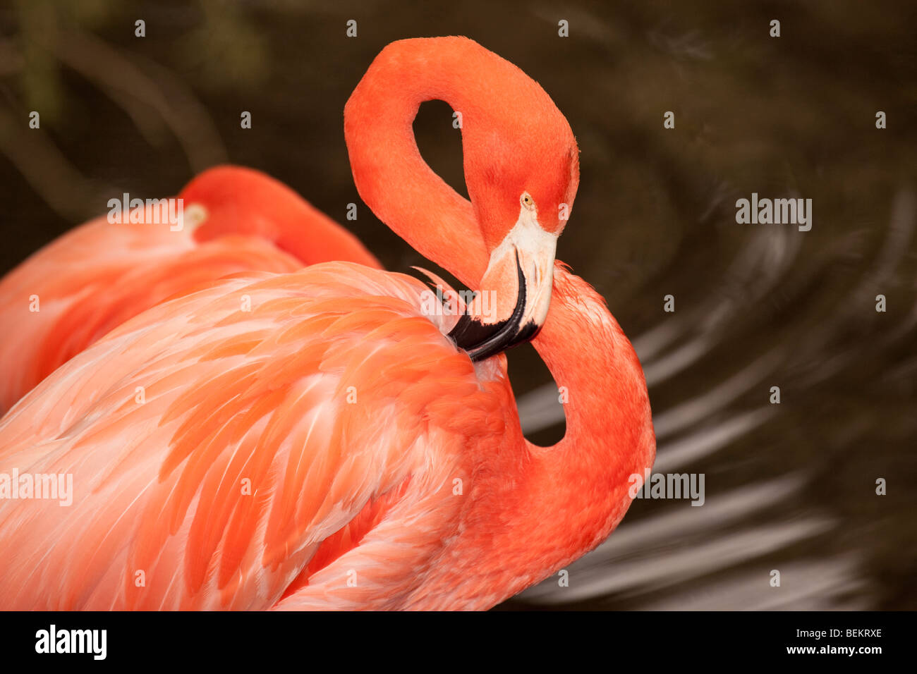 Captive flamingo hi-res stock photography and images - Alamy