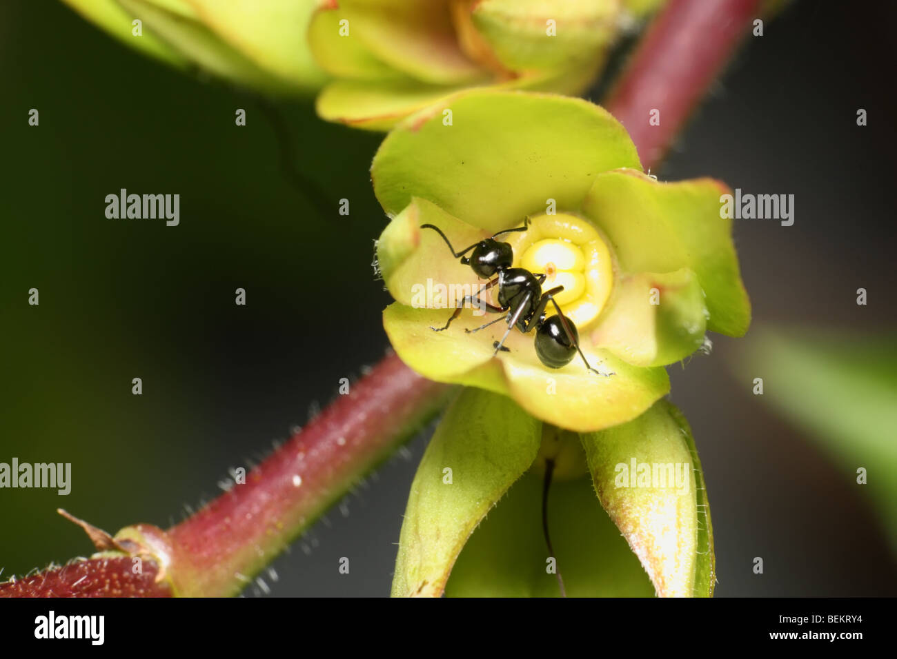 Ant Exploring Flower Nectar Stock Photo - Alamy