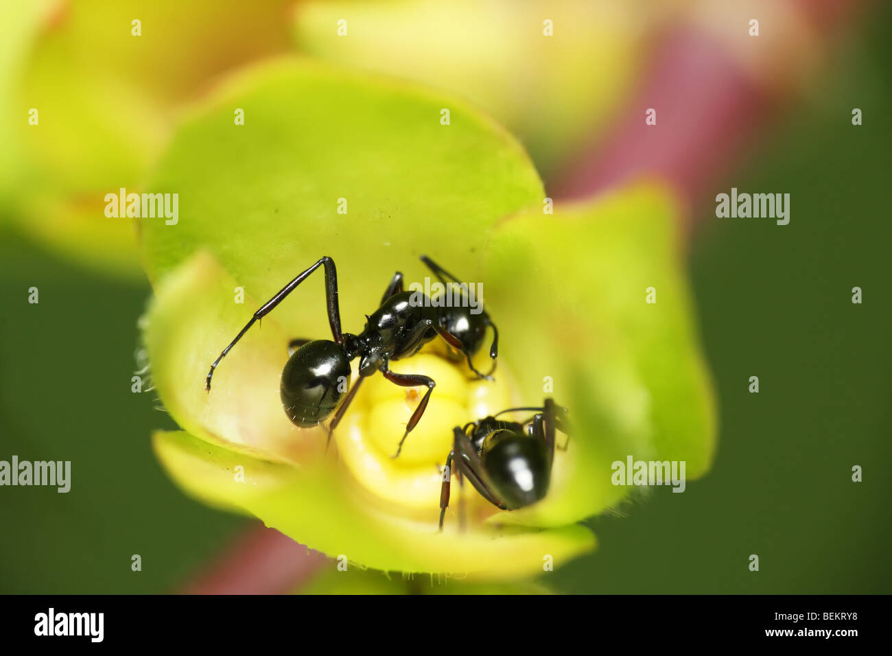 Black ants on flower hi-res stock photography and images - Alamy