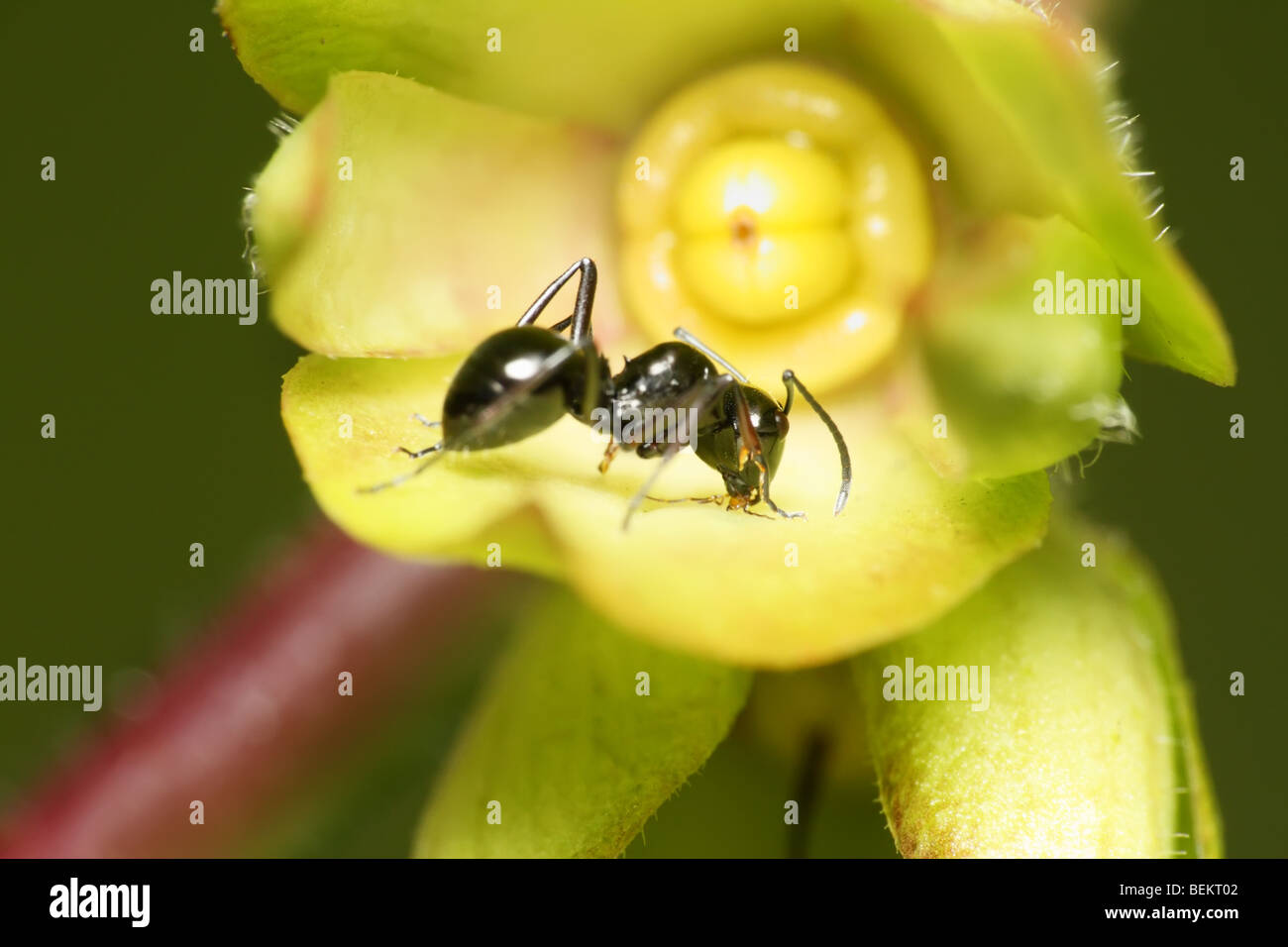 Ant At Flower High Resolution Stock Photography and Images - Alamy