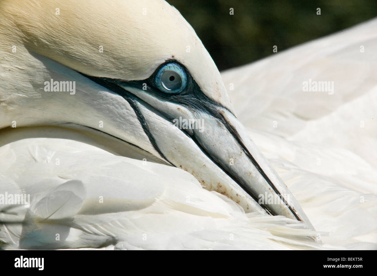 Closeup of a northern gannet with its head in its feathers, resting on ...