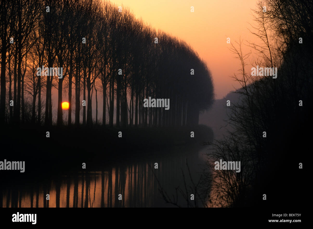 Silhouetted poplar trees on dike along the Leopold Canal at sunset in ...