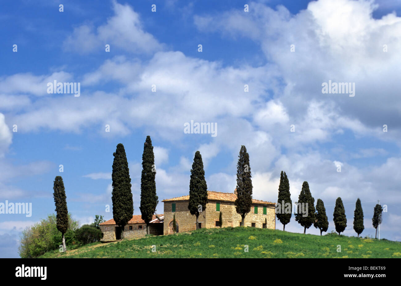 Cypress trees (Cupressus sempervirens) and house in Tuscany, Italy ...