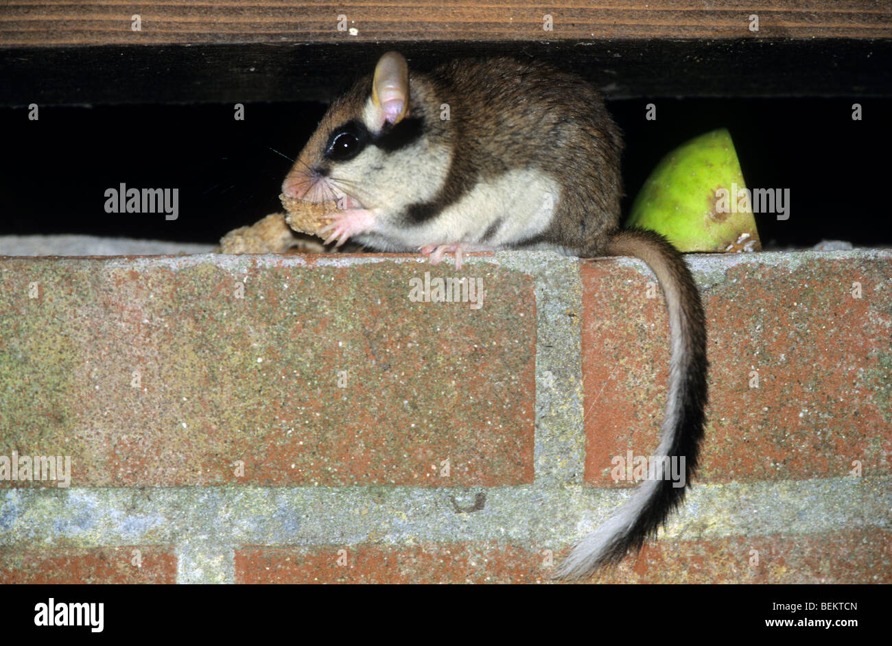 Garden dormouse (Eliomys quercinus) eating fruit in house Stock Photo ...