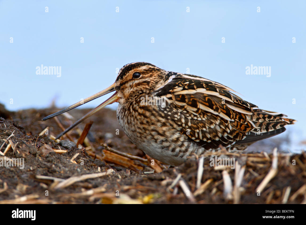 Common Snipe Gallinago gallinago Stock Photo - Alamy