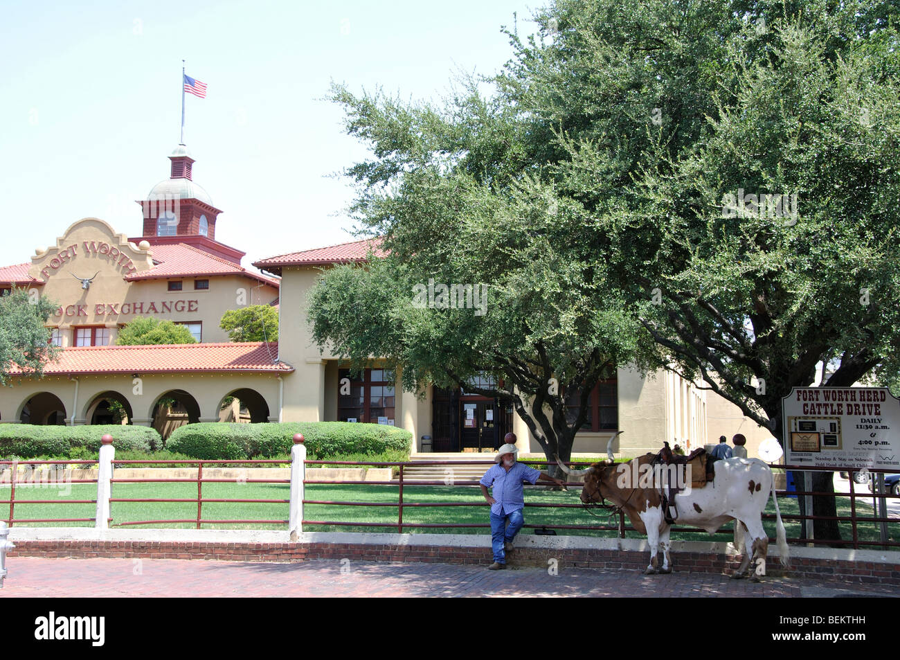 Texas longhorn bull hi-res stock photography and images - Alamy