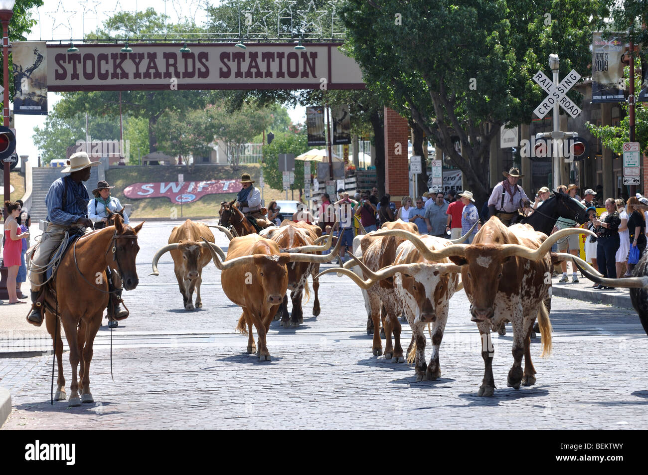 Cattle drive texas hi-res stock photography and images - Alamy