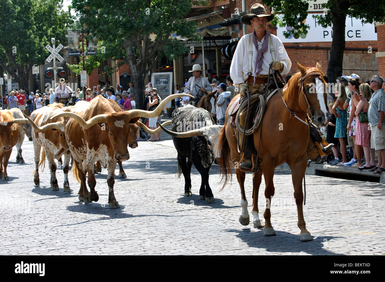 Cattle drive hi-res stock photography and images - Alamy