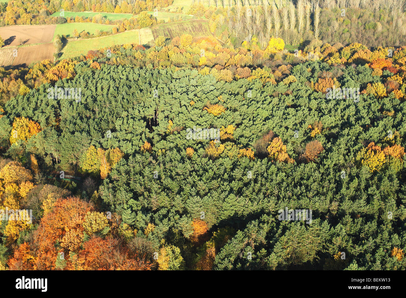 Mixed forest with Oak Beech and Birches with pine forest, fields and ...