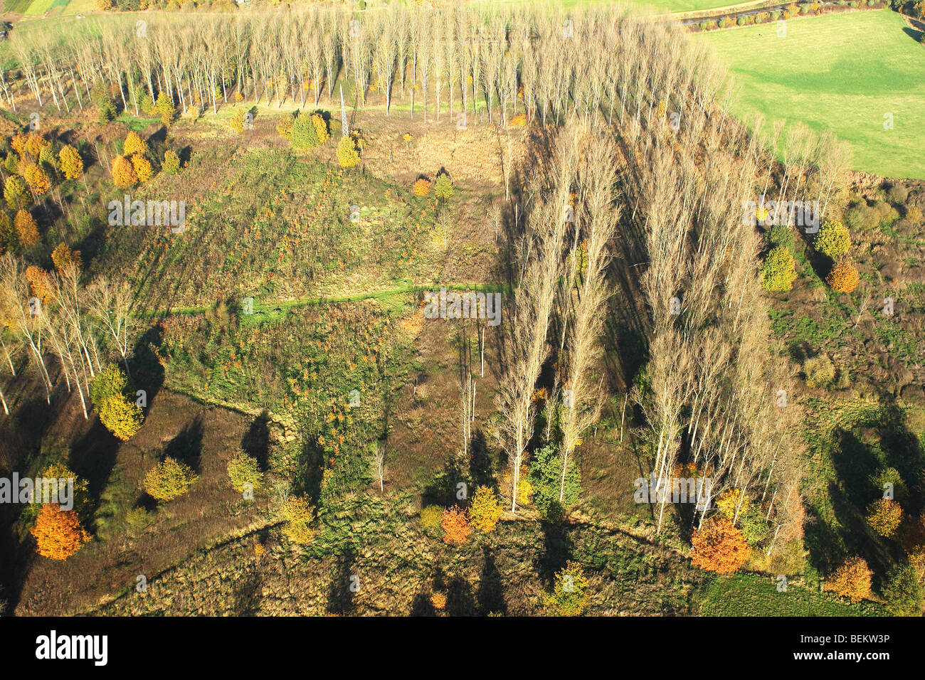 Forest with Oak (Quercus robur), Birches, Poplars and grasslands in ...