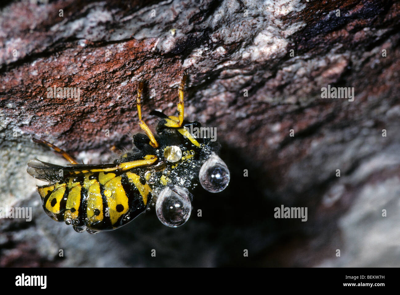 Hibernating insects uk hi-res stock photography and images - Alamy