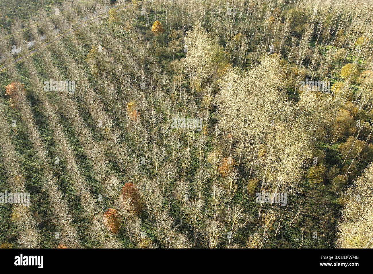 Populus sp hi-res stock photography and images - Alamy