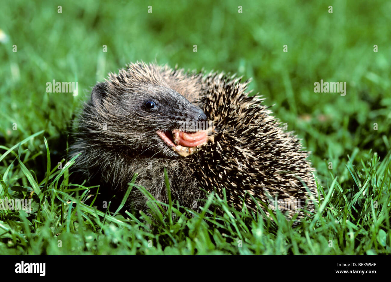 European Hedgehog Erinaceus Europaeus In Garden Applying A Foamy Saliva To Its Quills Stock