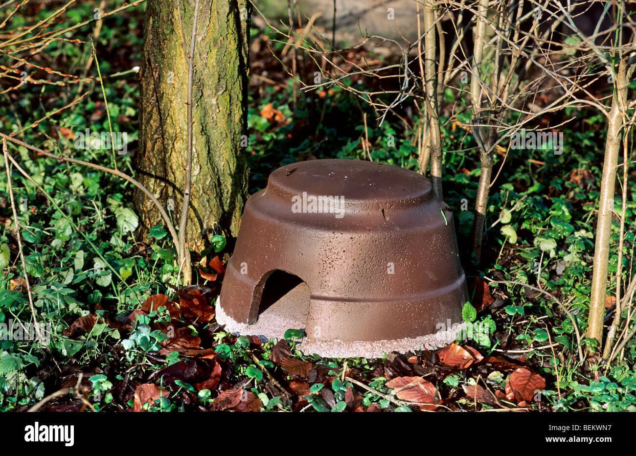 Hedgehog hibernating nest hi-res stock photography and images - Alamy