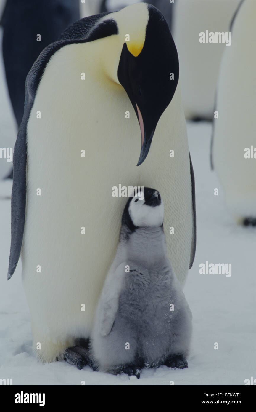 EMPEROR PENGUIN WITH CHICK, ANTARCTIC Stock Photo - Alamy
