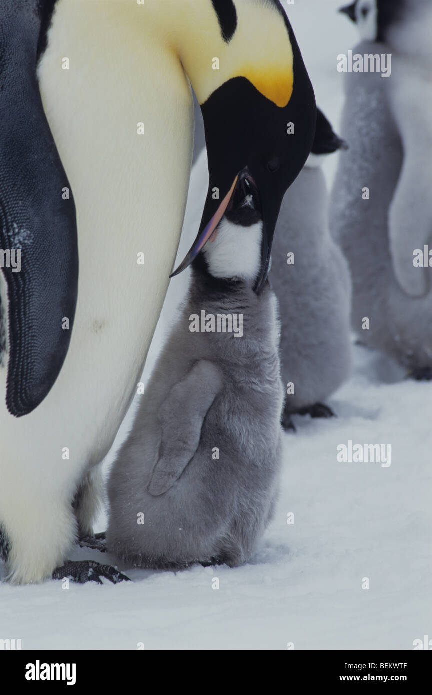 Emperor penguin feeding chick hi-res stock photography and images - Alamy
