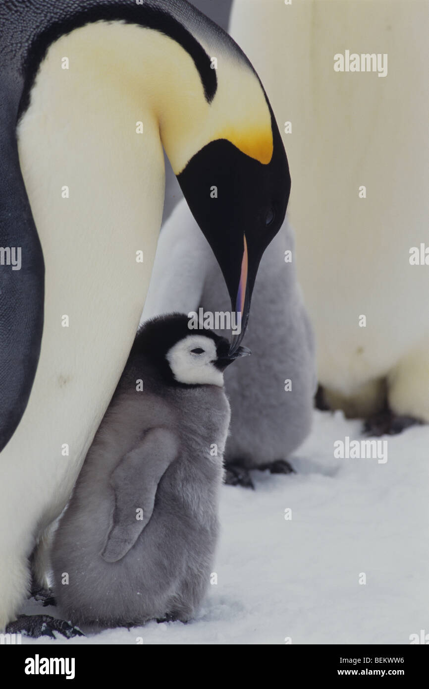 EMPEROR PENGUIN WITH CHICK, ANTARCTIC Stock Photo - Alamy